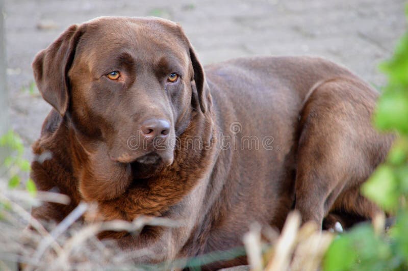 Dog watching stock image. Image of beautiful, eyes, brown - 97191073