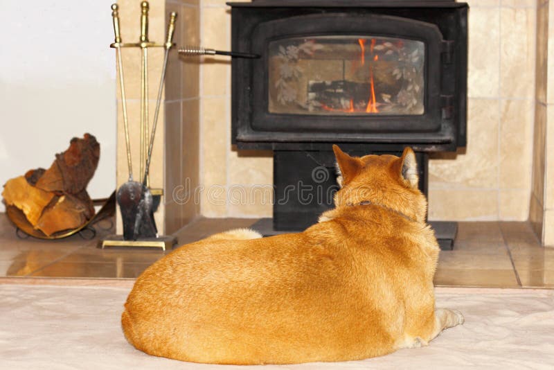 Dog Watching the Fire stock image. Image of burning, happy - 22865903