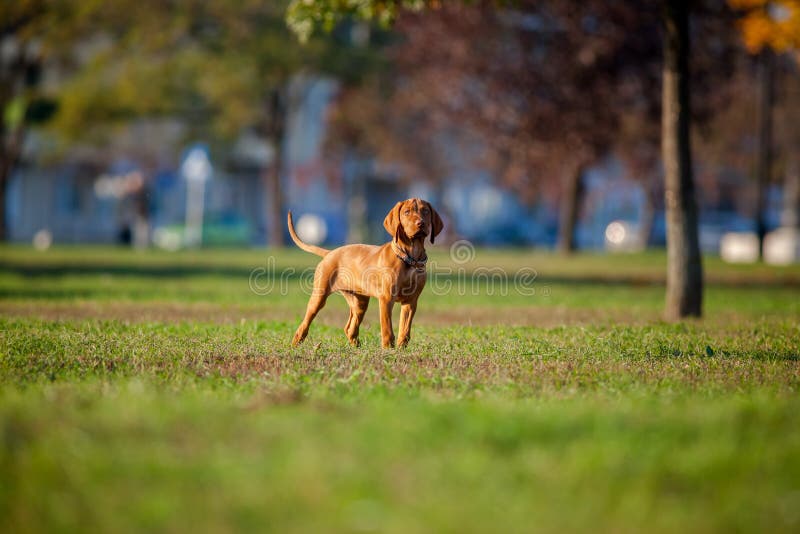 Dog watching his host stock photo. Image of game, domestic - 41313026