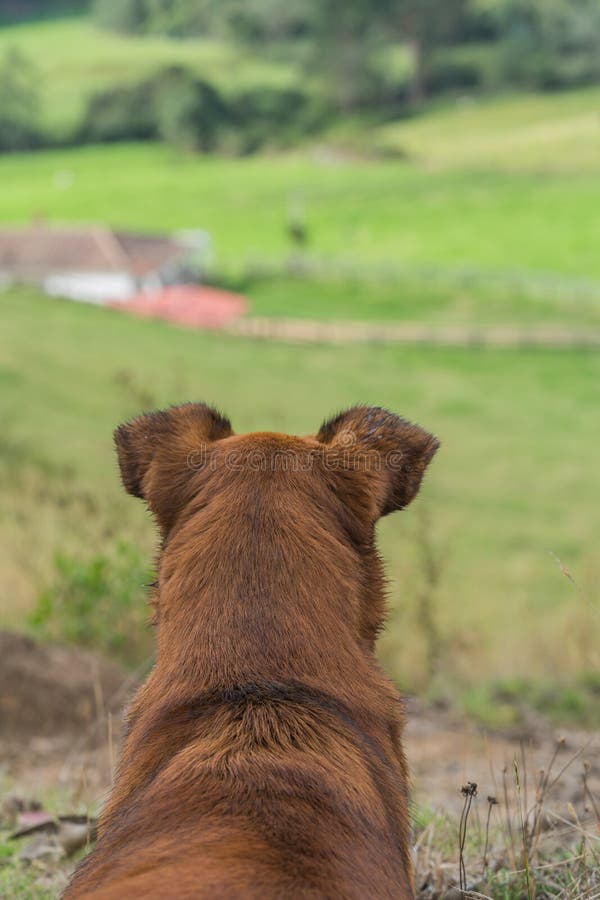 Dog Watching the Horizon and the Landscape Stock Image - Image of face ...