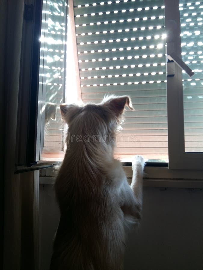 A Dog Watching Out the Window Stock Photo - Image of white, room: 195767662