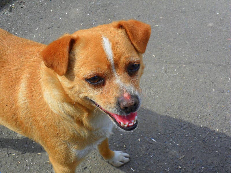 Dog watching stock image. Image of mutt, concernment - 56606815