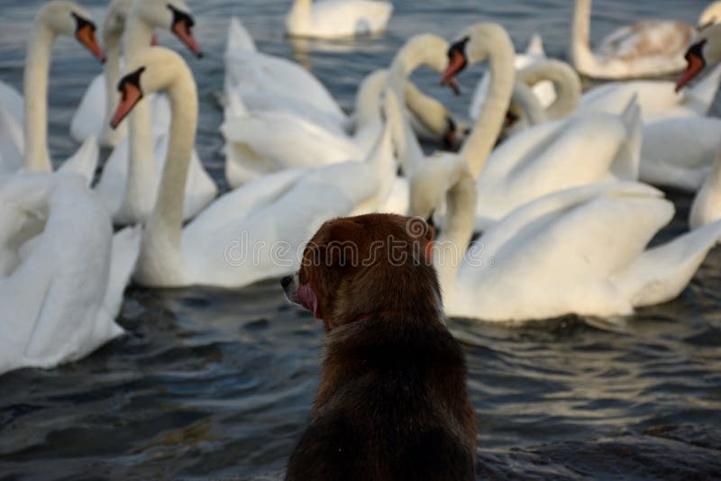 Dog watching the swans stock photo. Image of outdoor - 82454170