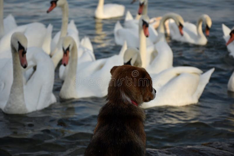 Dog watching the swans stock image. Image of swans, bird - 82451963