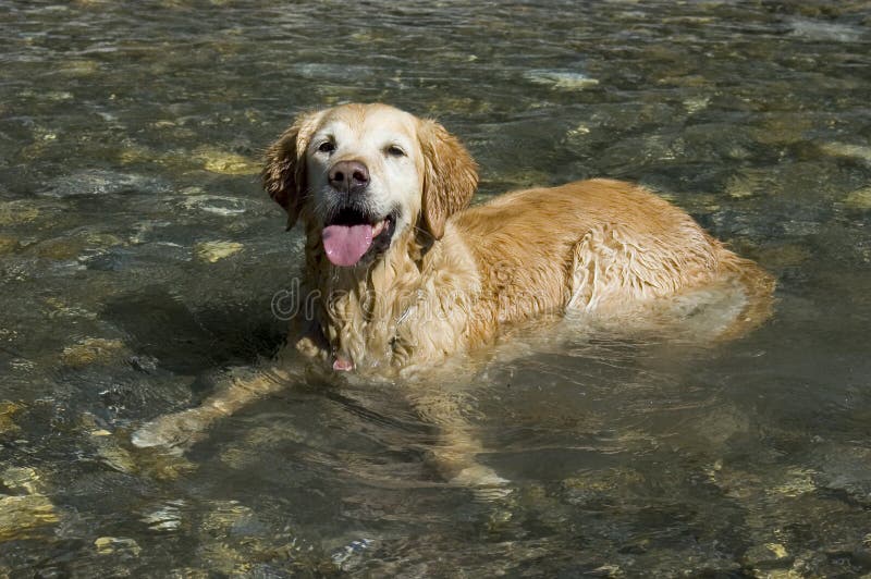Dog in water stock image. Image of activ, cooling, friend - 186239
