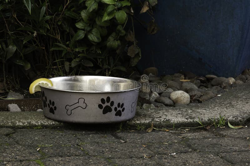 Dog Water Dish with Lemon Wedge Stock Photo - Image of lemon ...