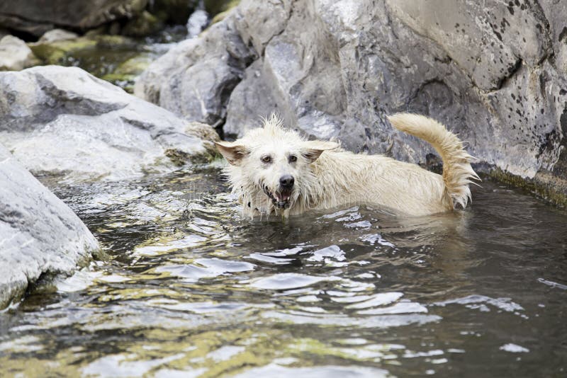 Dog in water pools stock photo. Image of beautiful, beach - 76256888