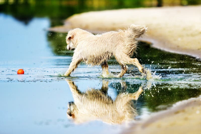 Dog in the Water, Reflection Stock Image - Image of jumps, motion: 95957519