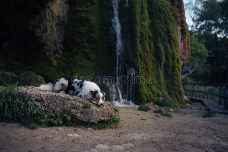 Dog at the Waterfall. Marble Australian Shepherd in Nature Stock Photo ...