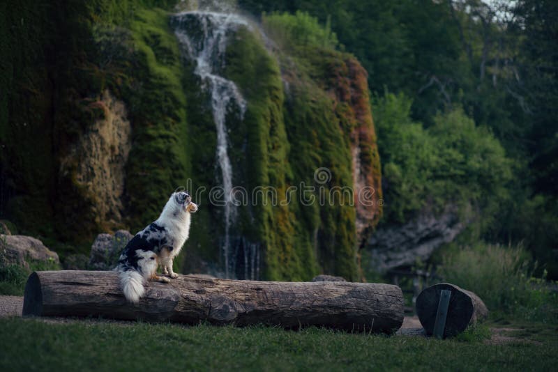 Dog at the Waterfall. Marble Australian Shepherd in Nature Stock Photo ...
