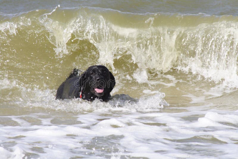 Dog in wave stock image. Image of pleasure, wave, active - 6739715