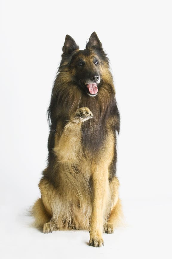 Dog waves stock image. Image of friendship, portrait - 15680097