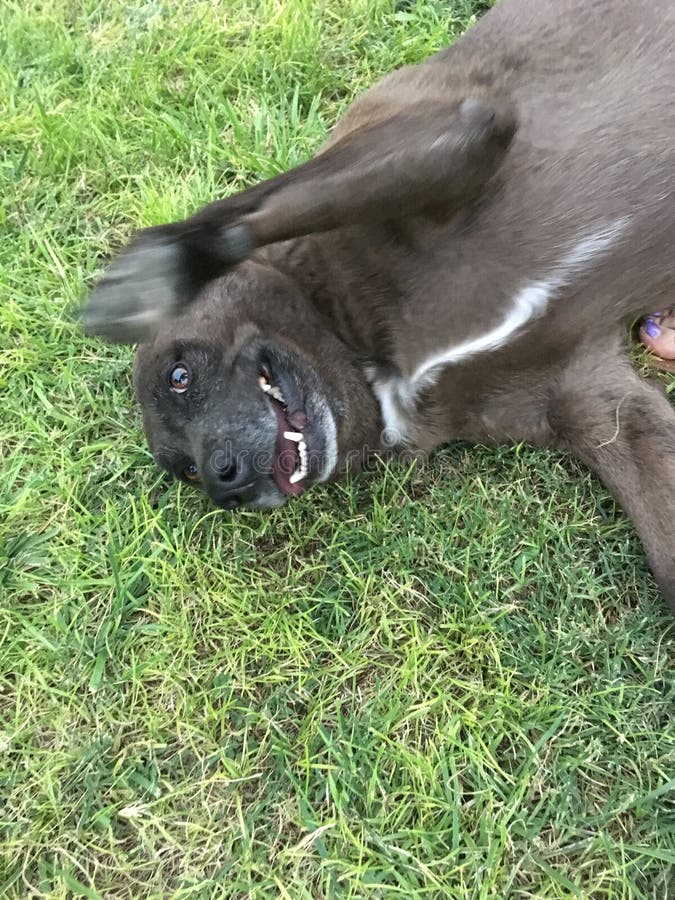 Dog waving stock photo. Image of hello, waving, camera - 158552664