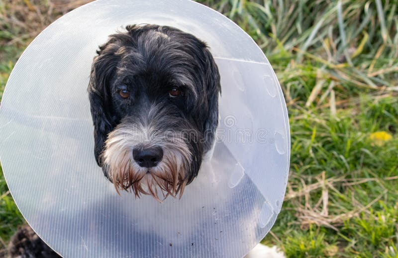 A Dog Wearing a Cone after Surgery Stock Photo - Image of collar ...