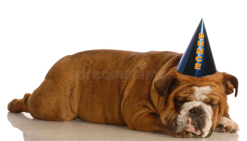 Dog wearing dunce cap stock photo. Image of punish, training - 8405808