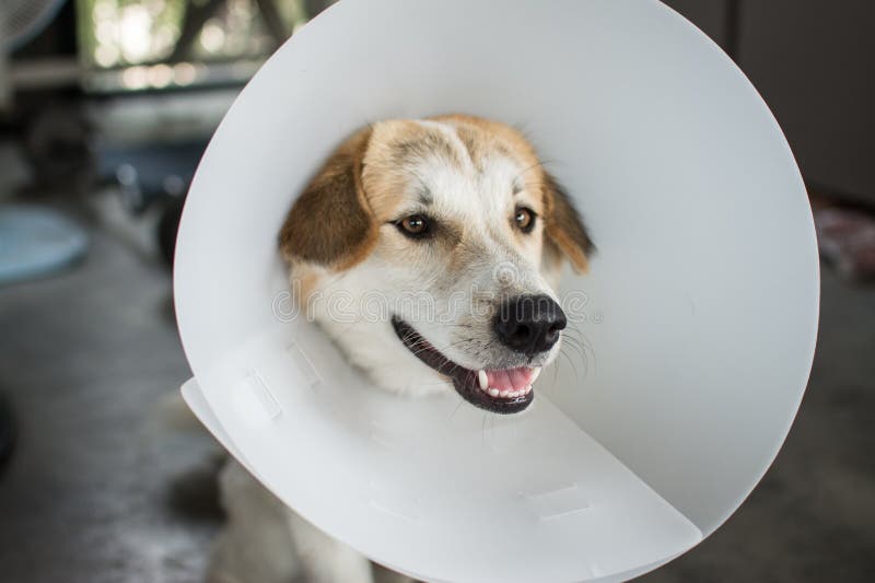 Dog Wearing Elizabethan Collar Stock Image - Image of protection ...