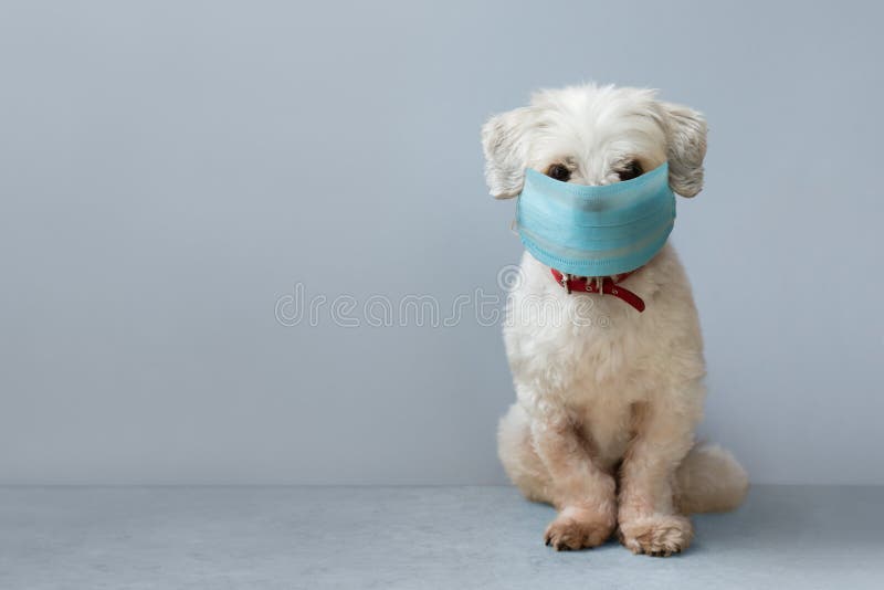 Dog wearing a face mask stock image. Image of coronavirus - 176820745