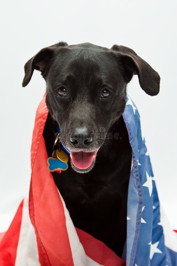 Dog wearing flag stock image. Image of background, culture - 14030855