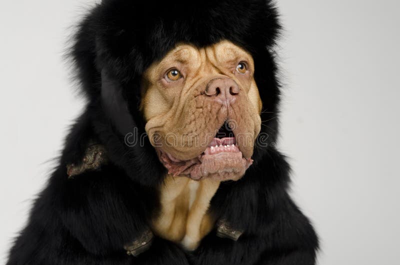 Dog Wearing Fur Coat and Cap with Ear Flaps Stock Image - Image of ...