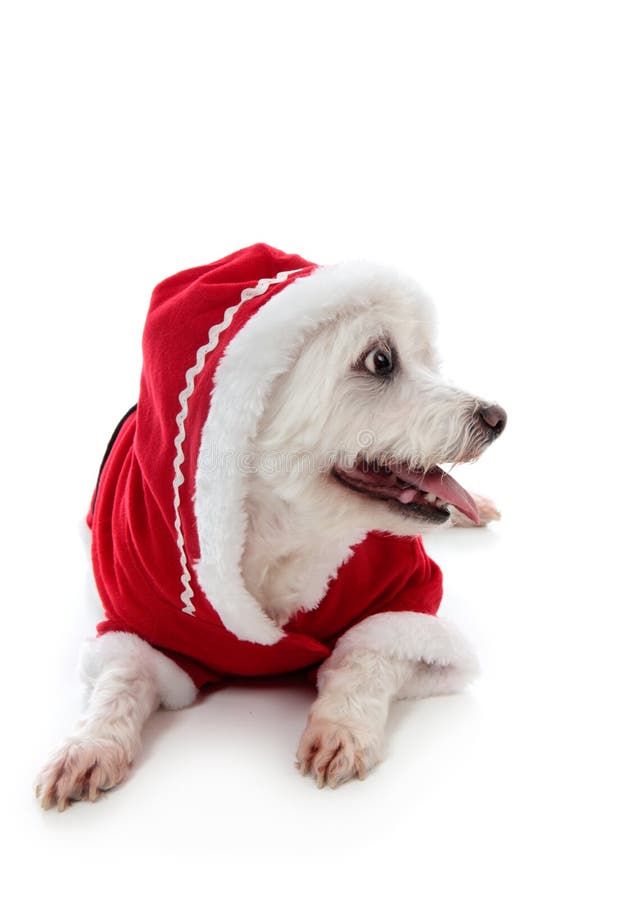 Dog Wearing a Little Red Riding Hood Stock Image - Image of event ...