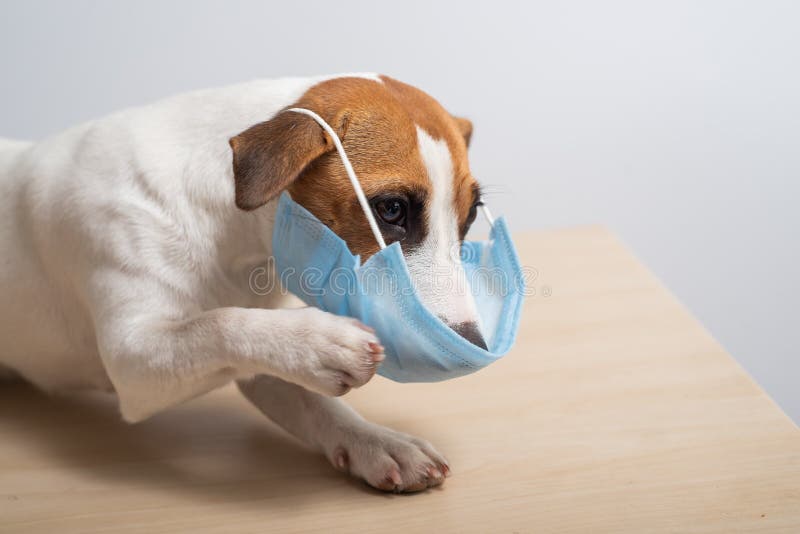A Dog Wearing a Mask Protects from Coronavirus Stock Photo - Image of ...
