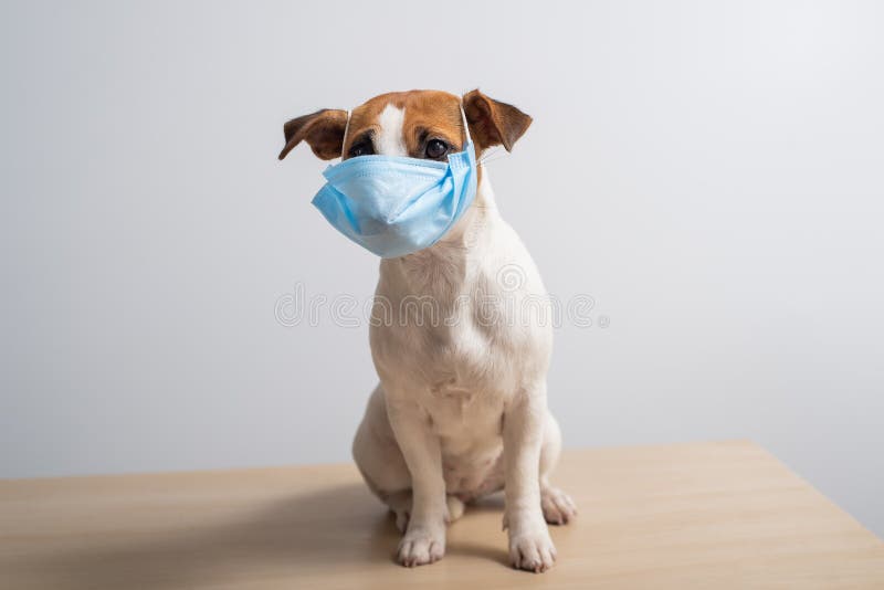 A Dog Wearing a Mask Protects from Coronavirus Stock Image - Image of ...