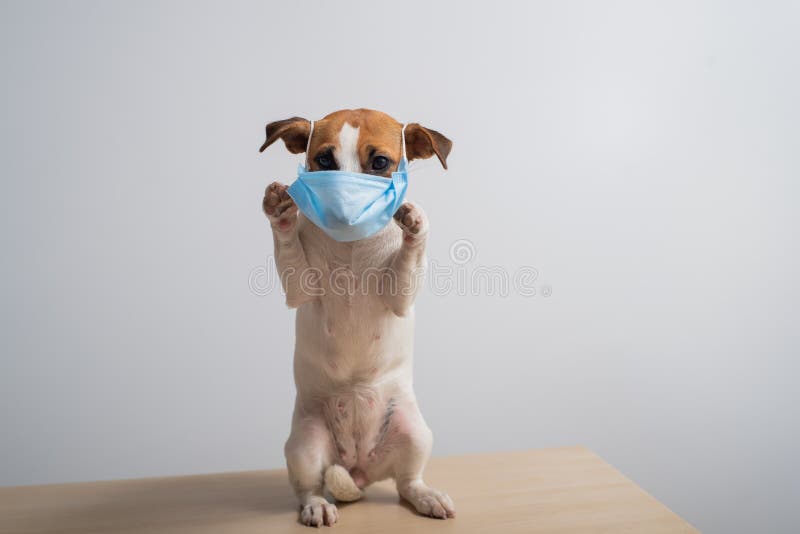 A Dog Wearing a Mask Protects from Coronavirus Stock Photo - Image of ...