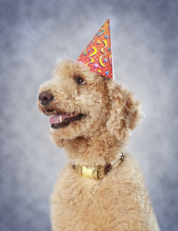 Dog wearing party hat stock photo. Image of party, royal - 26812538