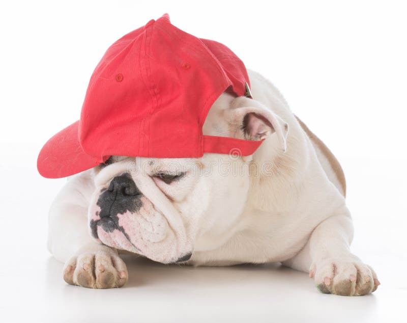 Dog wearing red ball cap stock photo. Image of isolated - 85718590