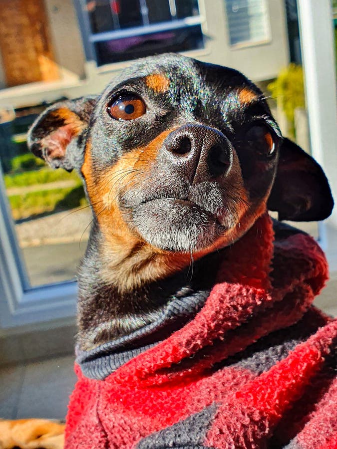 Dog Wearing Red Clothes. Pinscher Stock Photo - Image of canine, friend ...