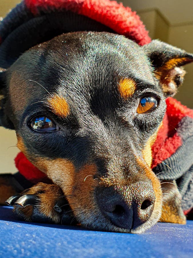 Dog Wearing Red Clothes. Dog S Face. Pinscher Stock Image - Image of ...