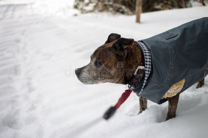 Dog Wearing a Winter Coat in Snowy Forest Stock Image - Image of ...
