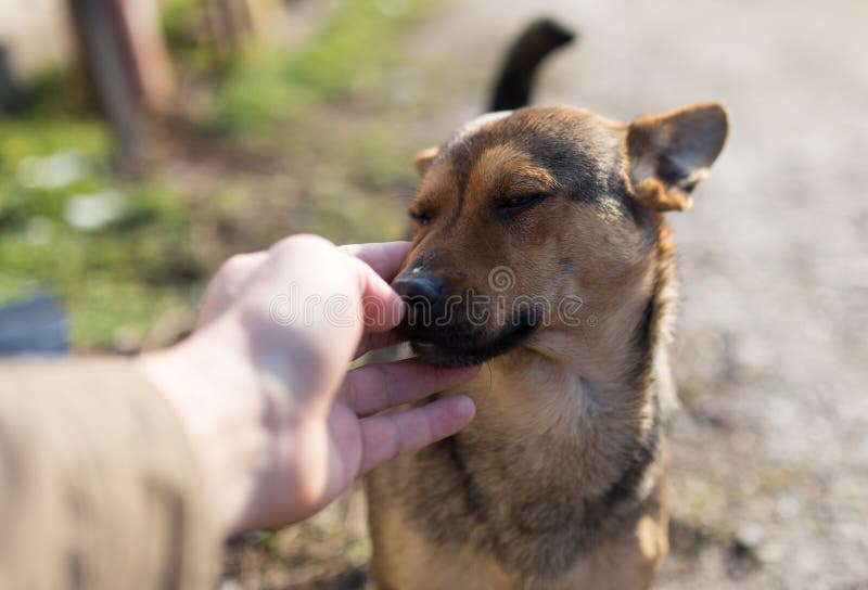 Dog weasel hand on nature stock photo. Image of hands - 107688564