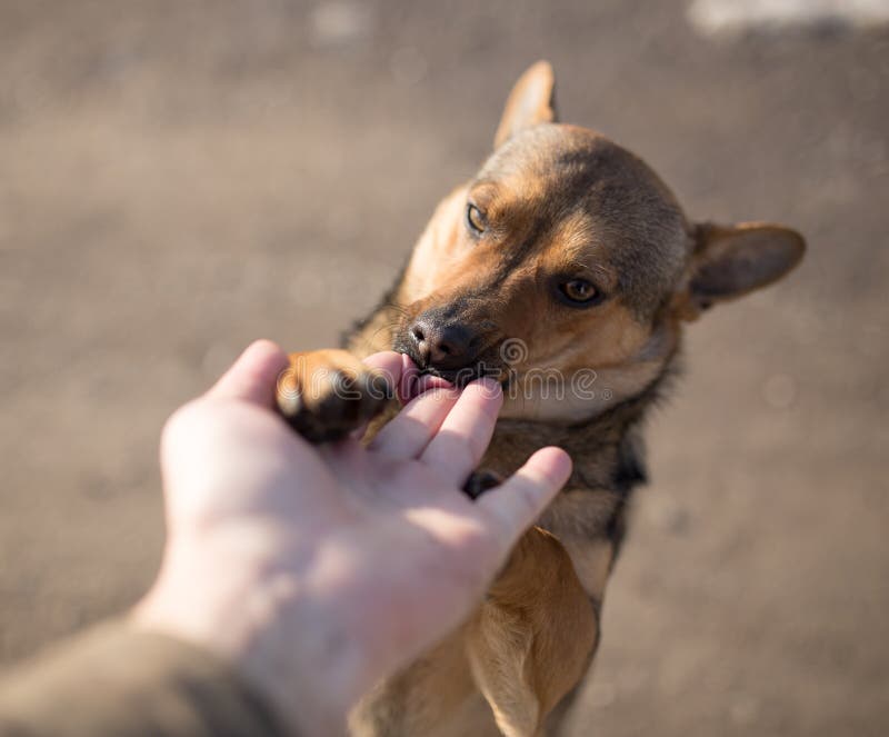 Dog weasel hand on nature stock image. Image of pets - 107688695