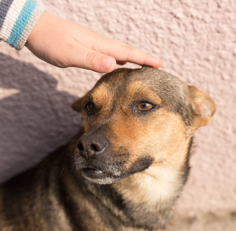 Dog weasel hand on nature stock photo. Image of portrait - 112101594