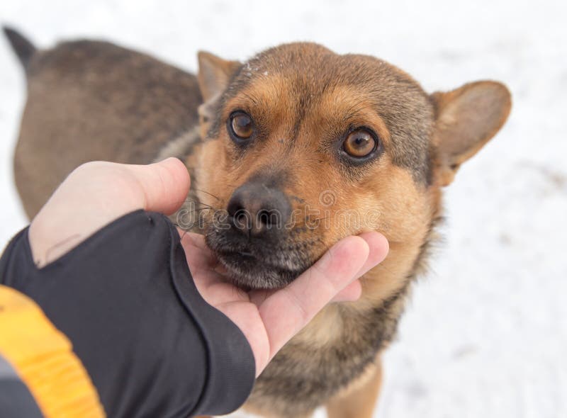 Dog weasel hand stock photo. Image of expression, rescue - 106594666