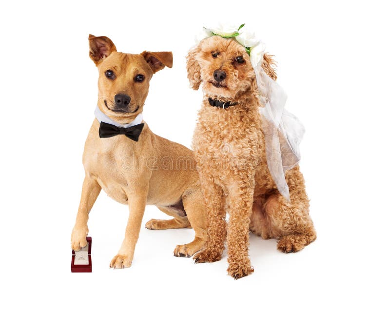 Dog wedding stock image. Image of love, looking, humor - 35400637