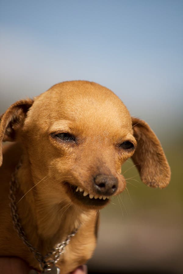 Dog with weird smile stock photo. Image of closeup, funny - 18729892