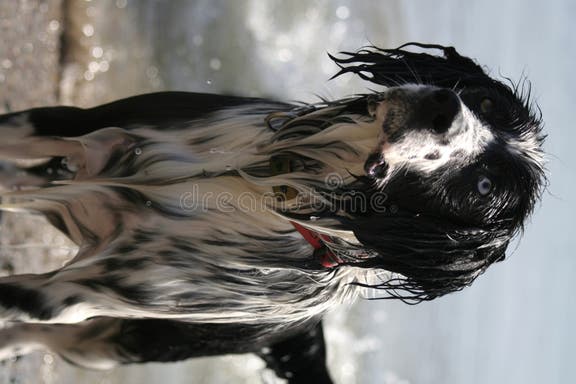 Dripping Wet Blue Eyed Dog Stock Photos - Free & Royalty-Free Stock ...