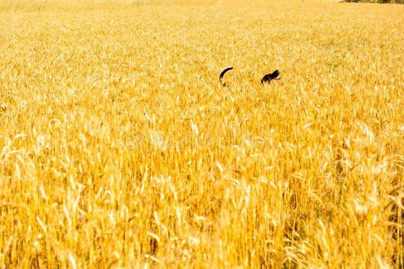 Dog in the wheat field stock image. Image of play, labrador - 13163859