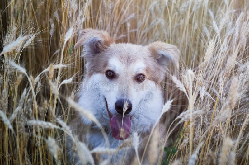 Dog in a wheat field. stock photo. Image of mammal, plant - 152201760