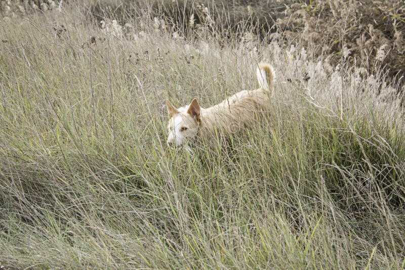 Dog between wheat stock photo. Image of nose, canine - 67335662