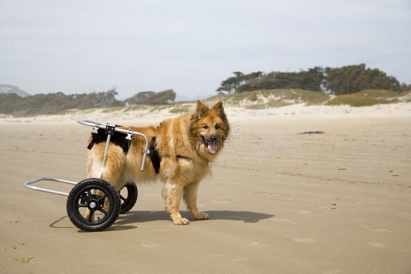 Dog on Wheels 02 stock photo. Image of determination, walking - 793064