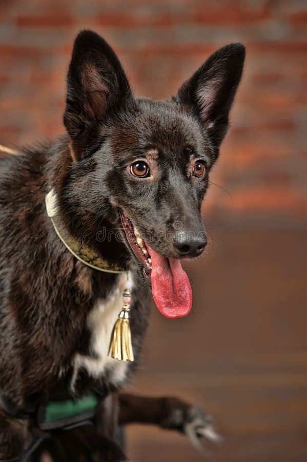 Dog on wheels stock photo. Image of assistance, mixed - 27732322