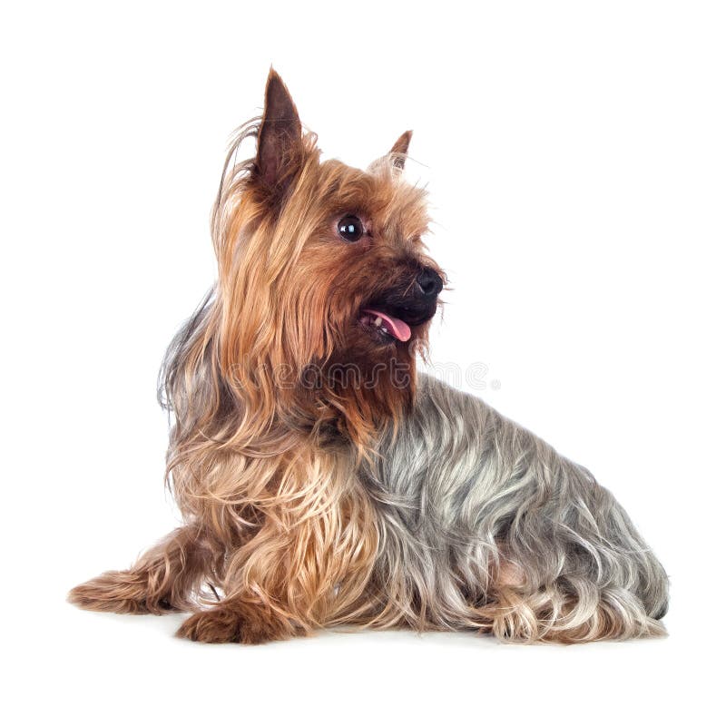 Dog on a White Background stock image. Image of haired - 27580235