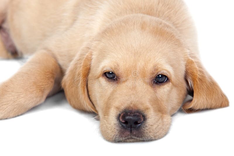 Dog on a White Background stock image. Image of domestic - 27580315