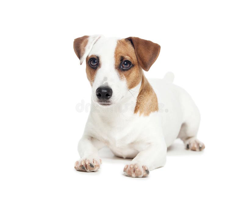 Dog at white background stock image. Image of small, mammal - 71433609