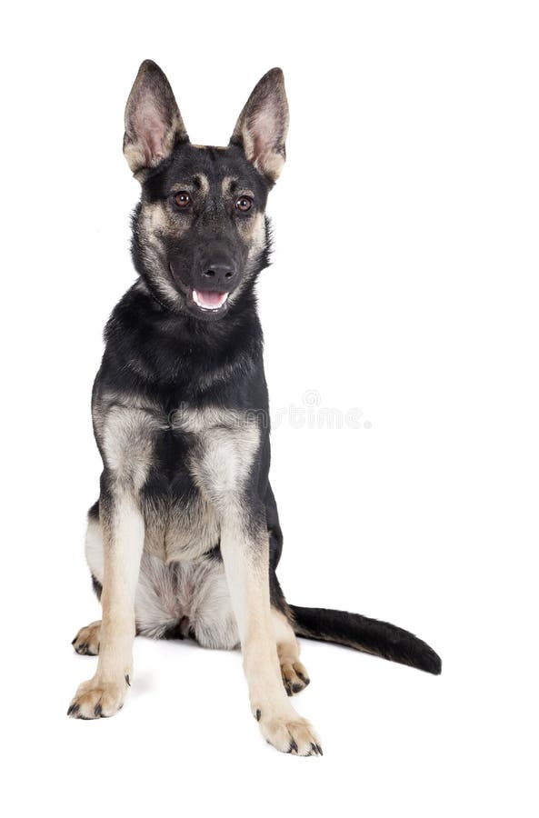 Dog on a white background stock photo. Image of abstract - 34451922