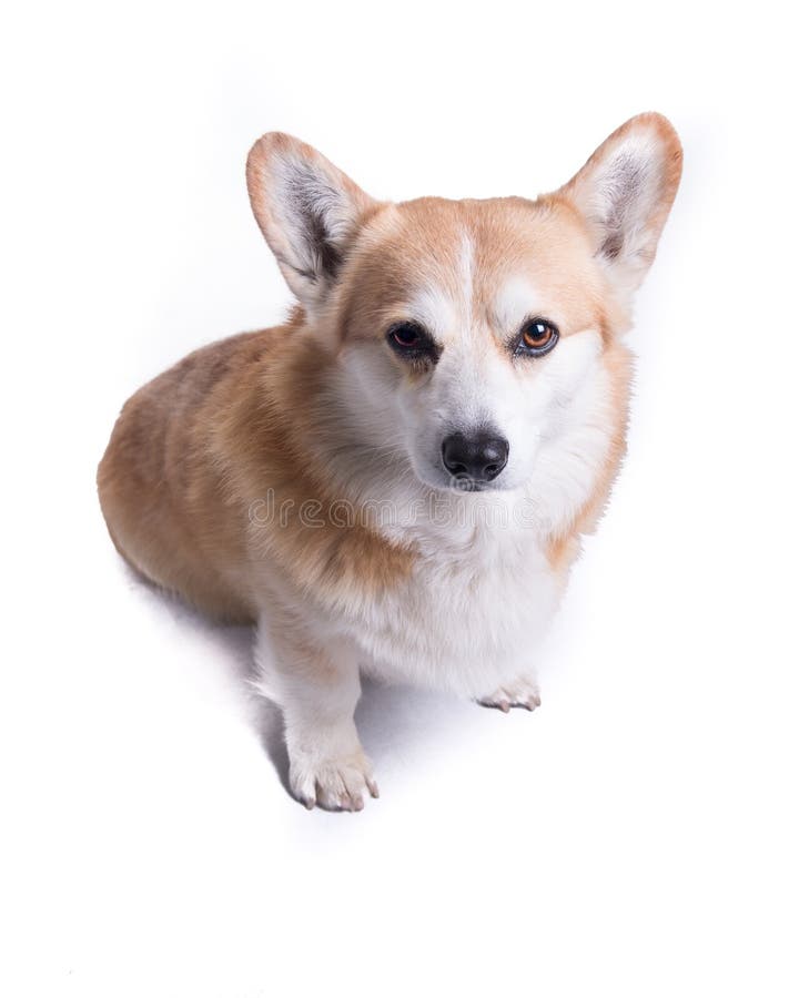 Dog on White Background, Taken in a Studio. Stock Photo - Image of ...