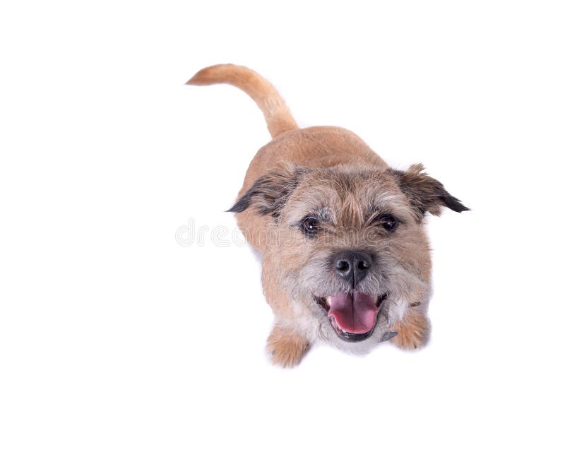 Dog on White Background, Taken in a Studio. Stock Image - Image of cute ...
